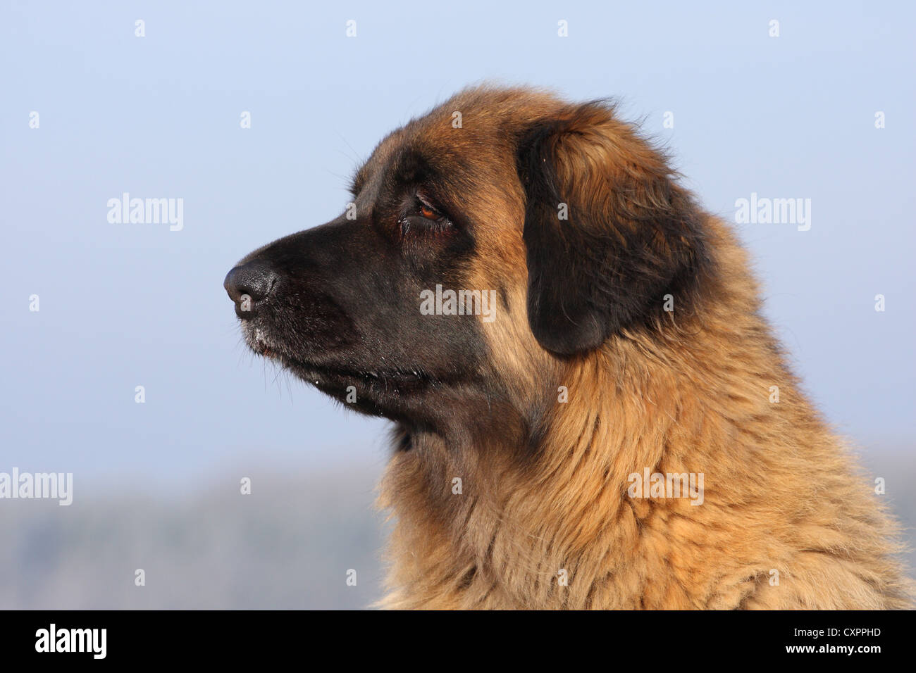 Leonberger profil -Fotos und -Bildmaterial in hoher Auflösung – Alamy