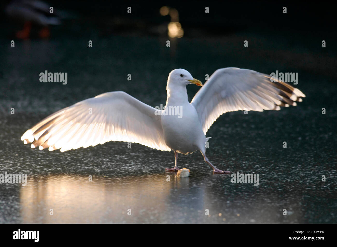 Tiere rutschen auf eis -Fotos und -Bildmaterial in hoher Auflösung – Alamy