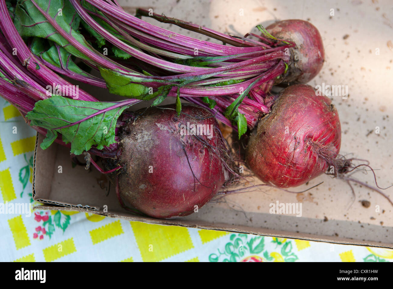 Rote beete oben -Fotos und -Bildmaterial in hoher Auflösung – Alamy