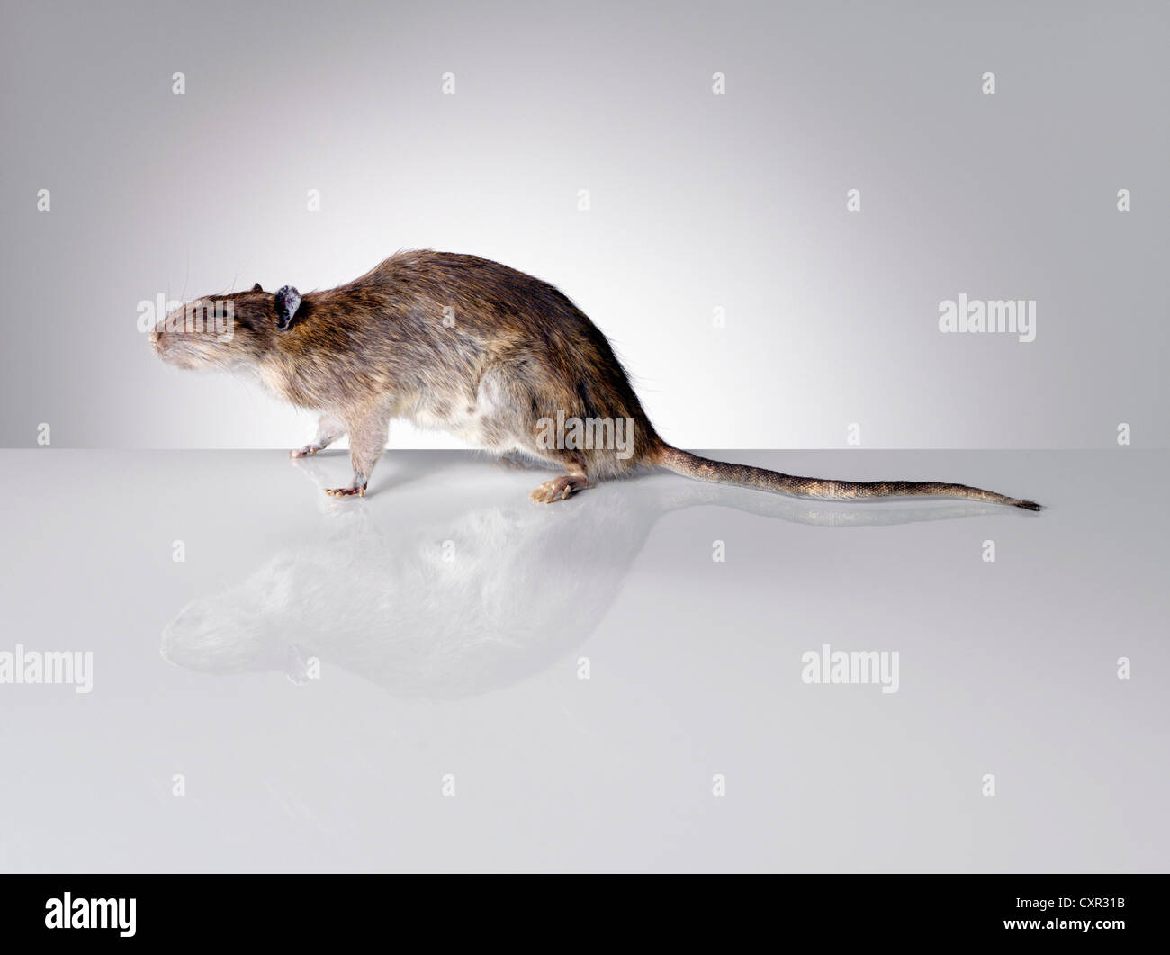 Standpunkt der ratte -Fotos und -Bildmaterial in hoher Auflösung – Alamy