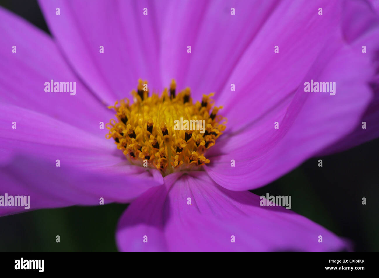 Kosmos blumenzentrum -Fotos und -Bildmaterial in hoher Auflösung – Alamy