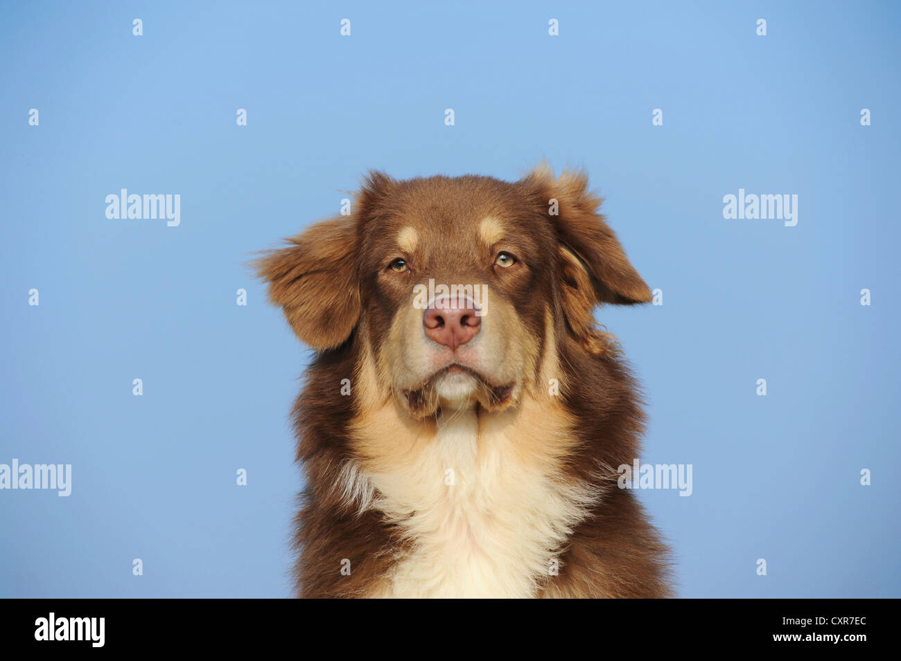 Red tri -Fotos und -Bildmaterial in hoher Auflösung – Alamy