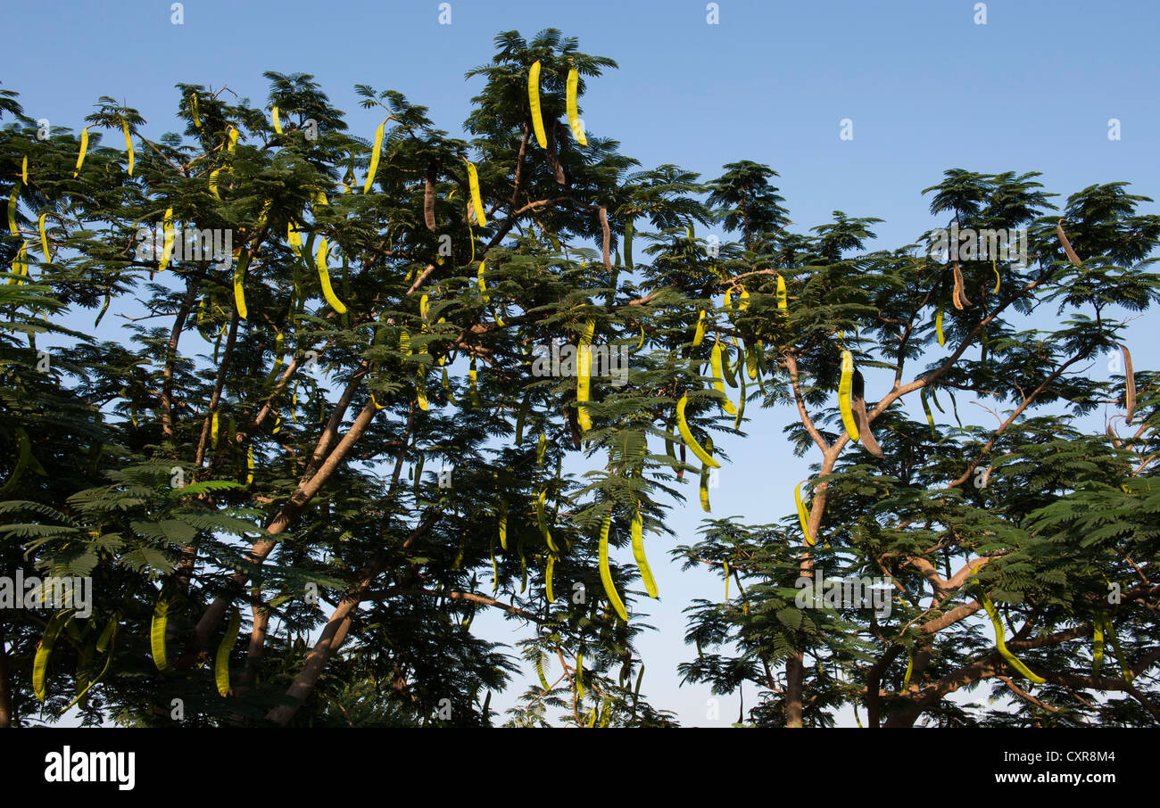 Indischer baum samen in schoten -Fotos und -Bildmaterial in hoher ...