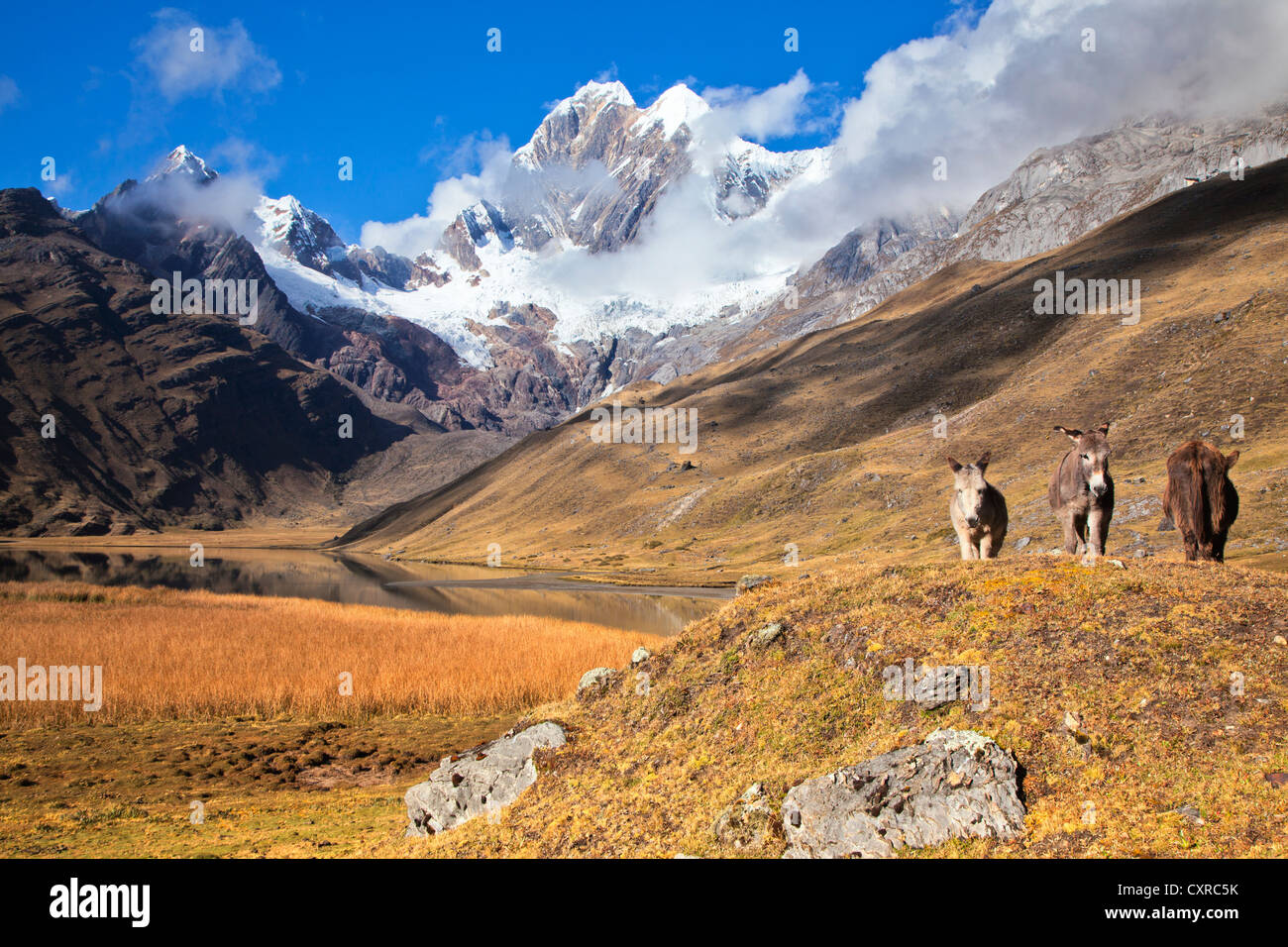 Esel (Asinus) und Mt. Rondoy Nevado, See Laguna Mitucocha, Cordillera ...
