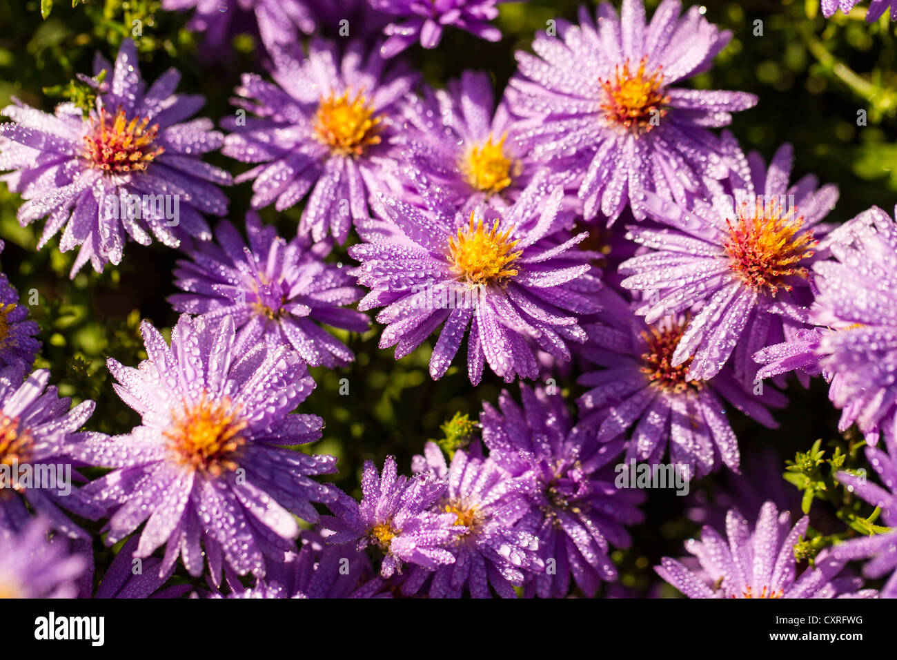 Astern Sorten Stockfotos und -bilder Kaufen - Alamy