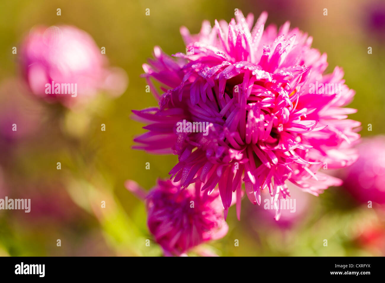 Astern Sorten Stockfotos und -bilder Kaufen - Alamy