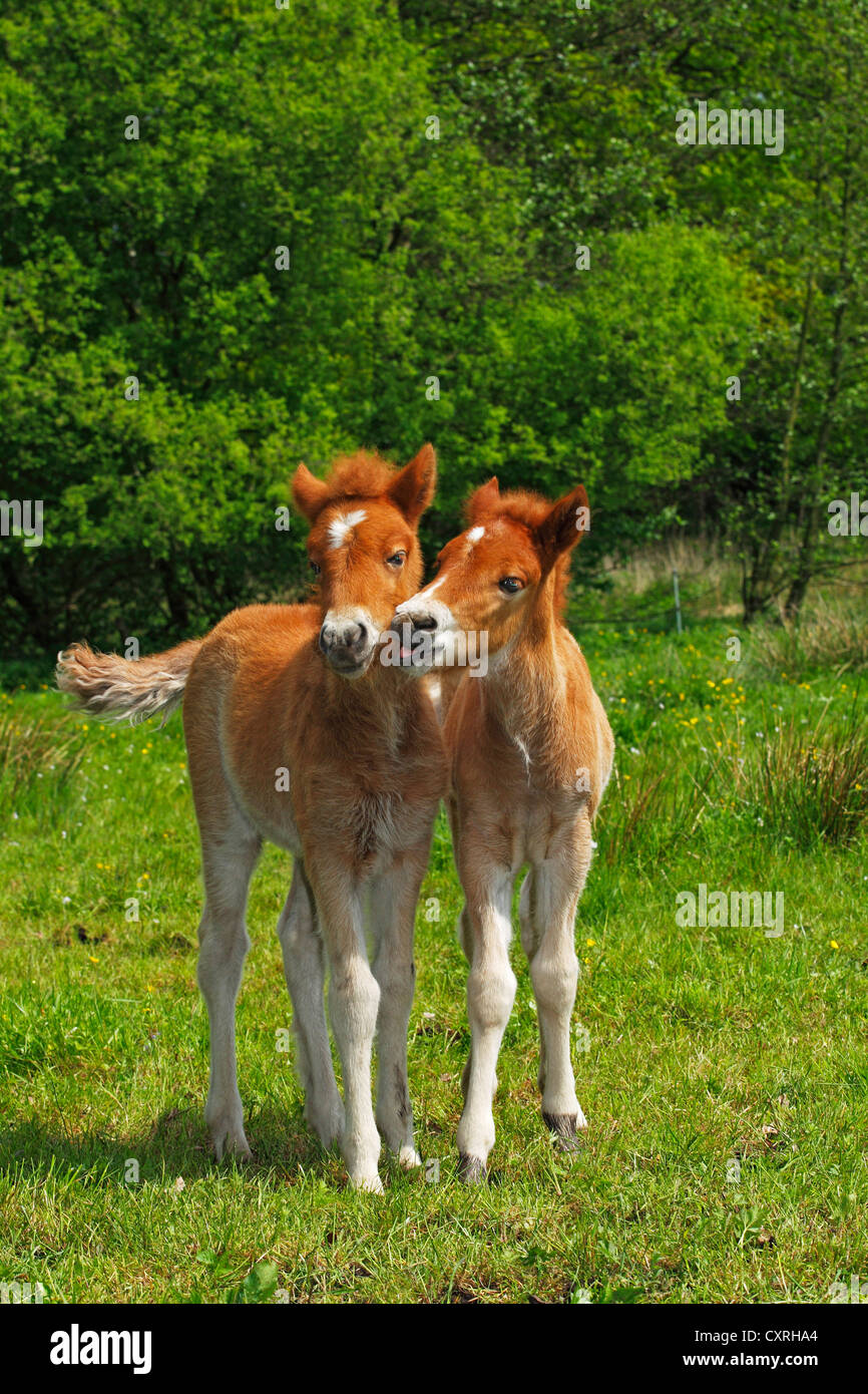 Die fohlen -Fotos und -Bildmaterial in hoher Auflösung – Alamy