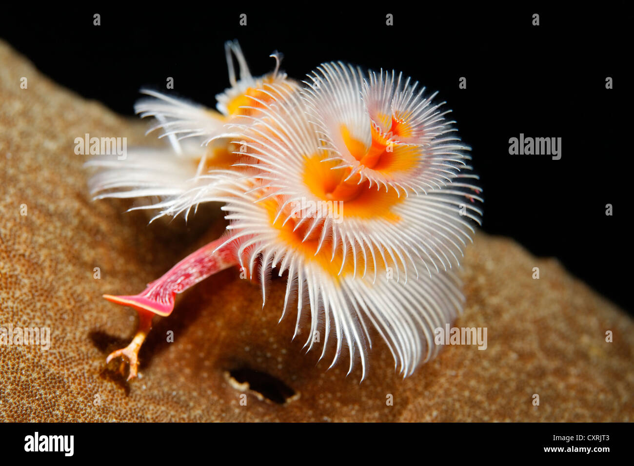 Spirobranchus giganteus -Fotos und -Bildmaterial in hoher Auflösung – Alamy