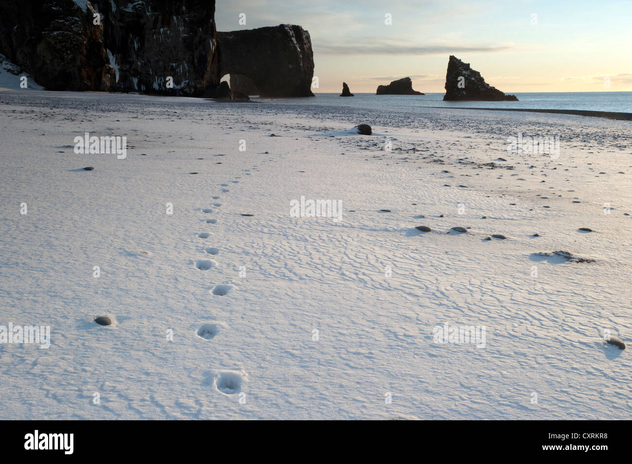 Fuchsspuren im schnee -Fotos und -Bildmaterial in hoher Auflösung – Alamy