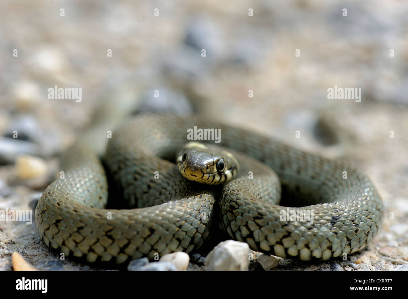 Ringelnatter (Natrix Natrix), Auen der Donau, Niederösterreich ...
