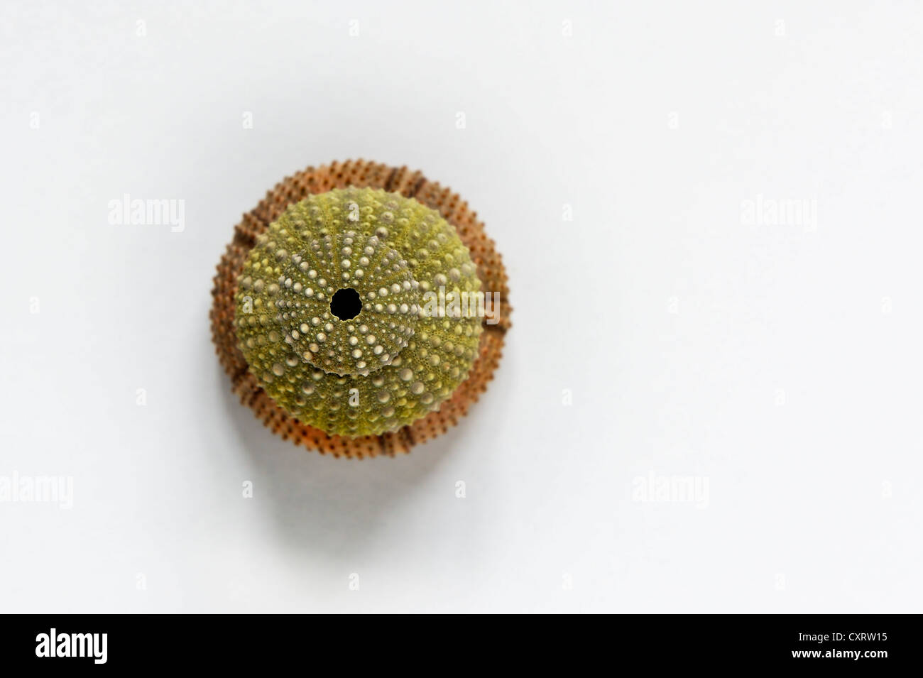 Seeigel-Skelette aus dem Mittelmeerraum Stockfotografie - Alamy