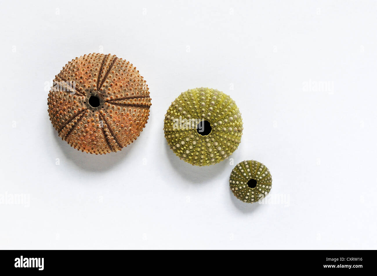 Seeigel-Skelette aus dem Mittelmeerraum Stockfotografie - Alamy