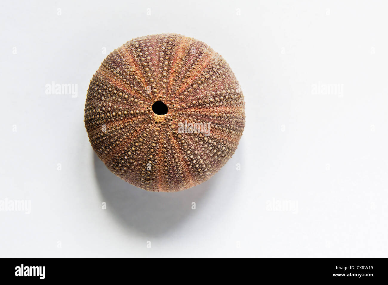 Lebt mit seeigel -Fotos und -Bildmaterial in hoher Auflösung – Alamy