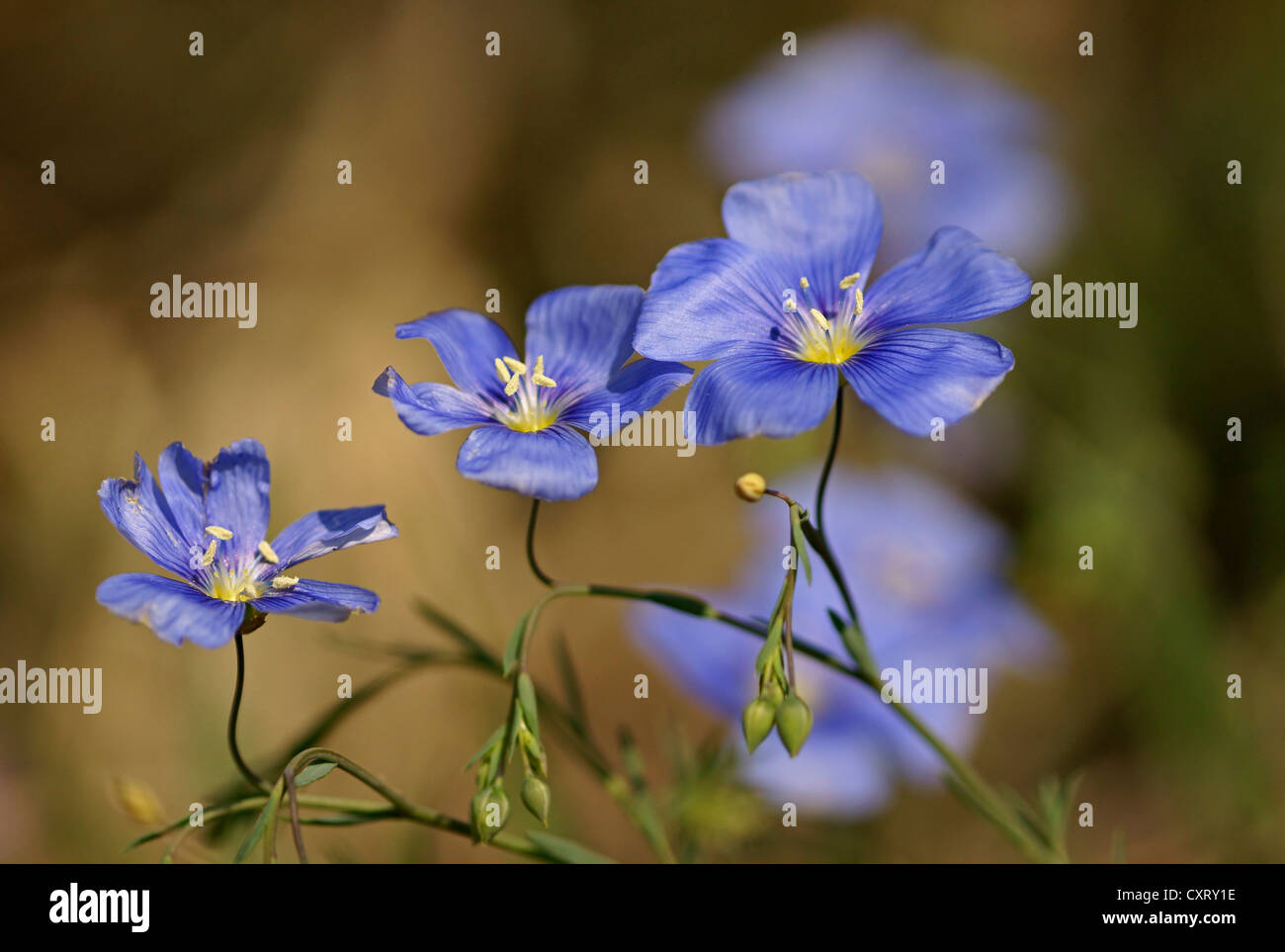 Flachs Leinsamen Stockfotos und -bilder Kaufen - Alamy