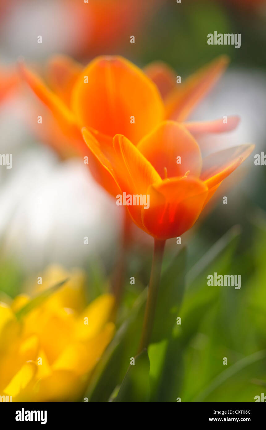 Kelch blumen -Fotos und -Bildmaterial in hoher Auflösung – Alamy