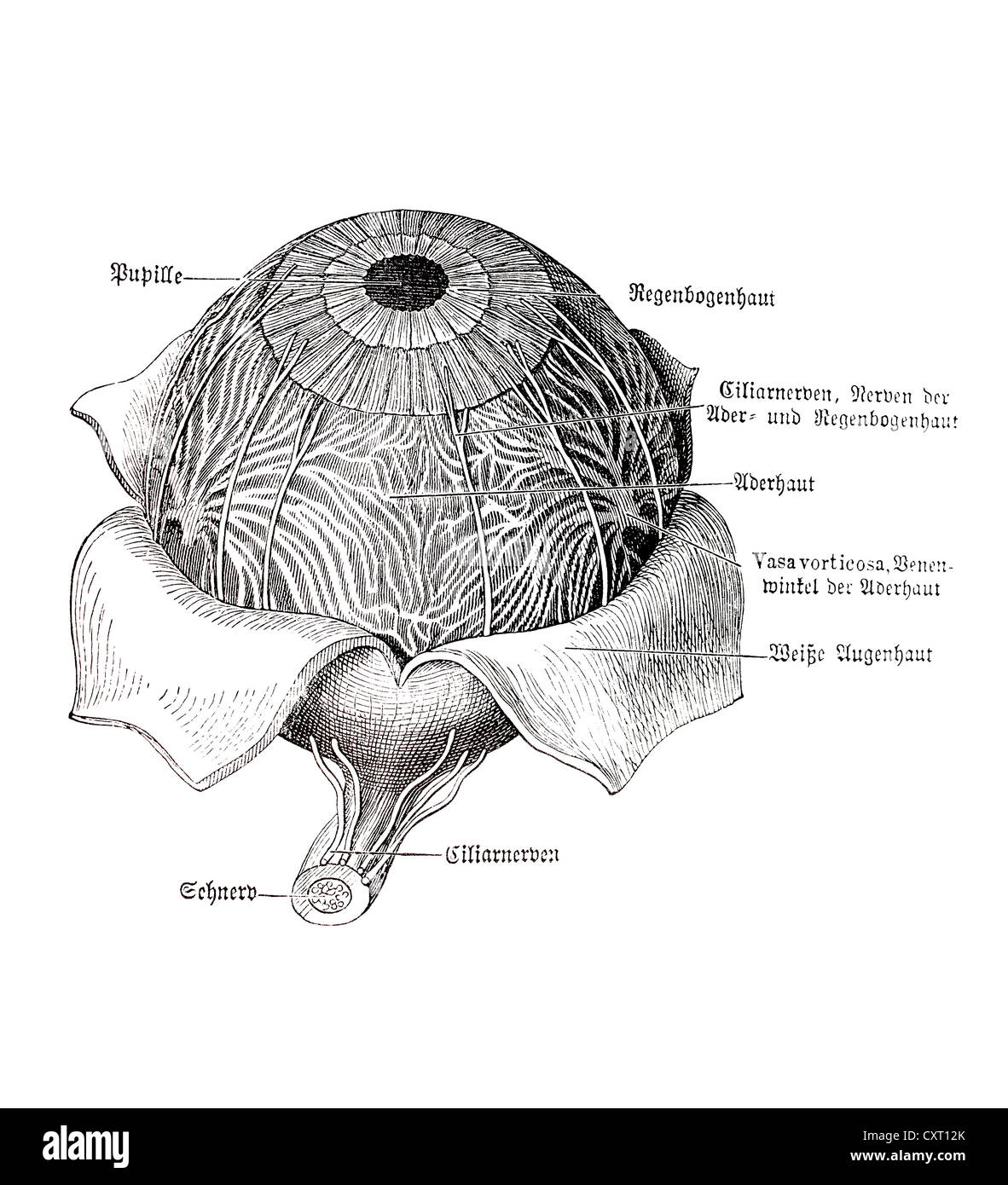 Auge anatomie zeichnung -Fotos und -Bildmaterial in hoher Auflösung – Alamy