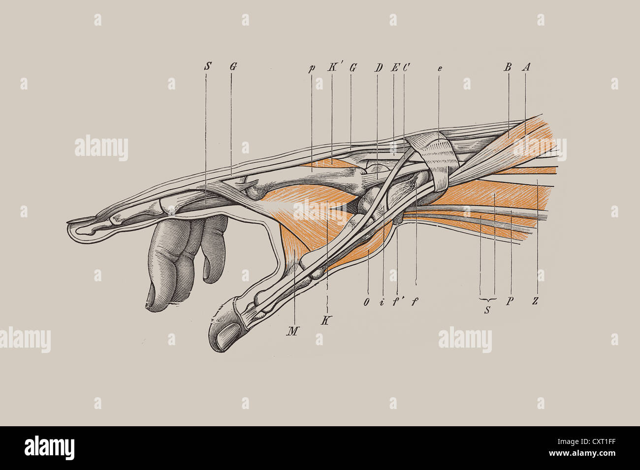 Hand anatomie muskeln illustration -Fotos und -Bildmaterial in hoher ...