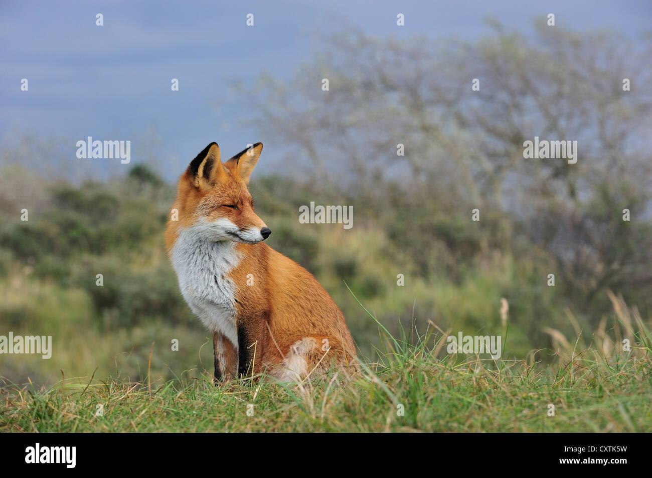 Fuchs Rotfuchs Tier Im Wald Sitzen Stockfotos und -bilder Kaufen - Alamy