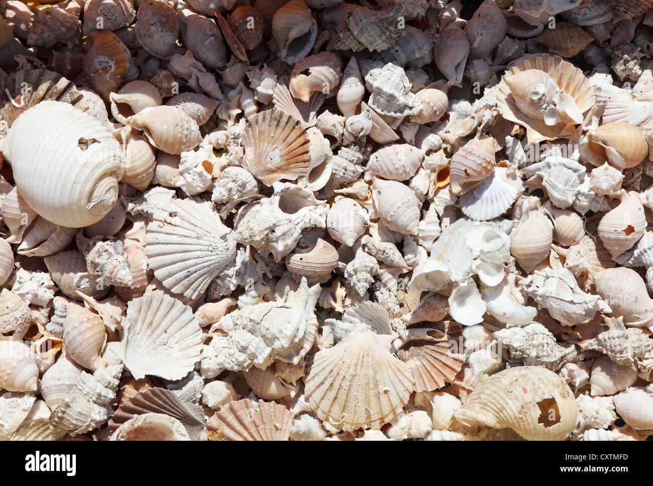Sammlung von Meer Muscheln Agios Nikolaos Kreta Griechenland ...
