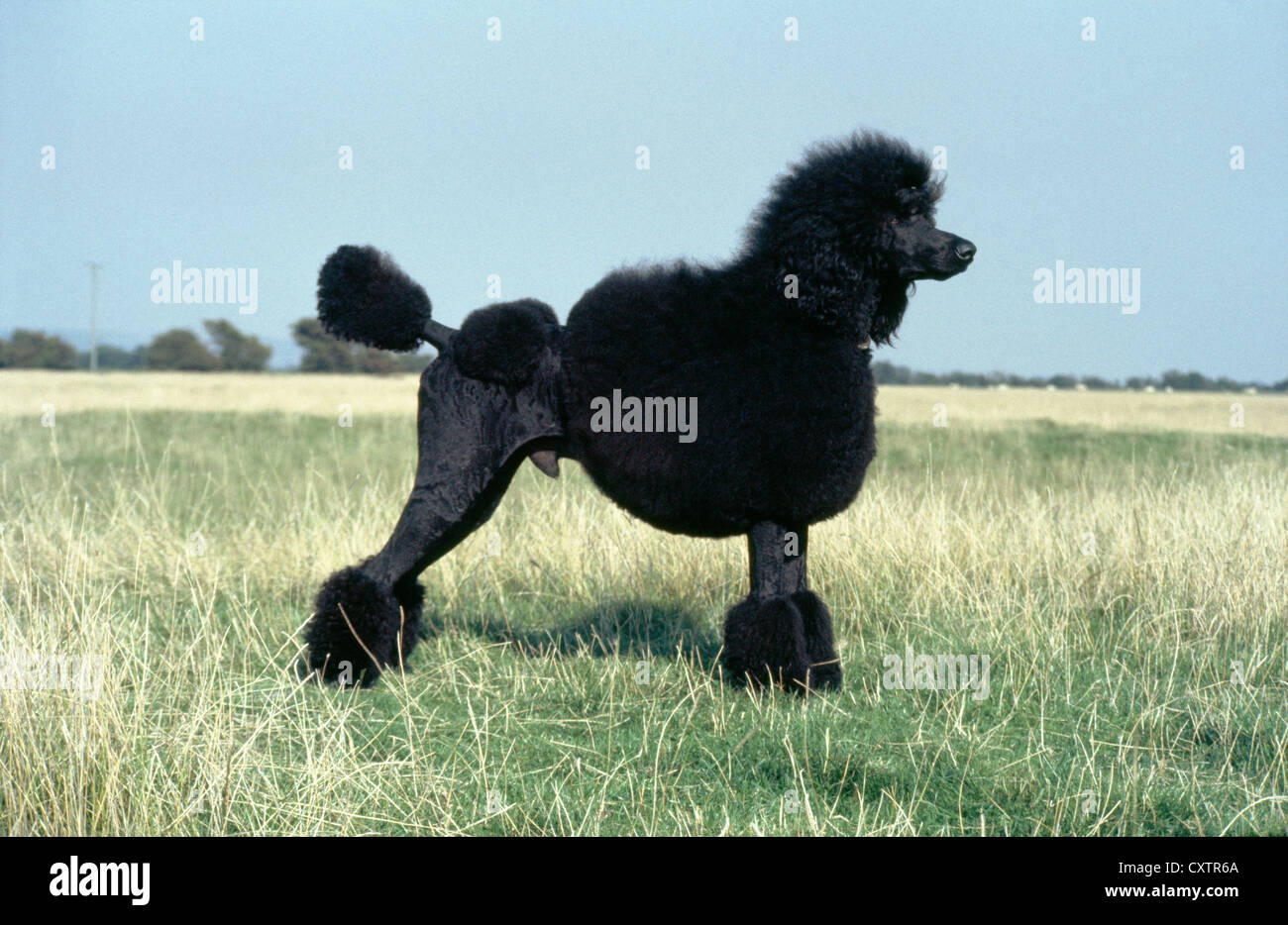 Pudel caniche -Fotos und -Bildmaterial in hoher Auflösung - Seite 2 - Alamy