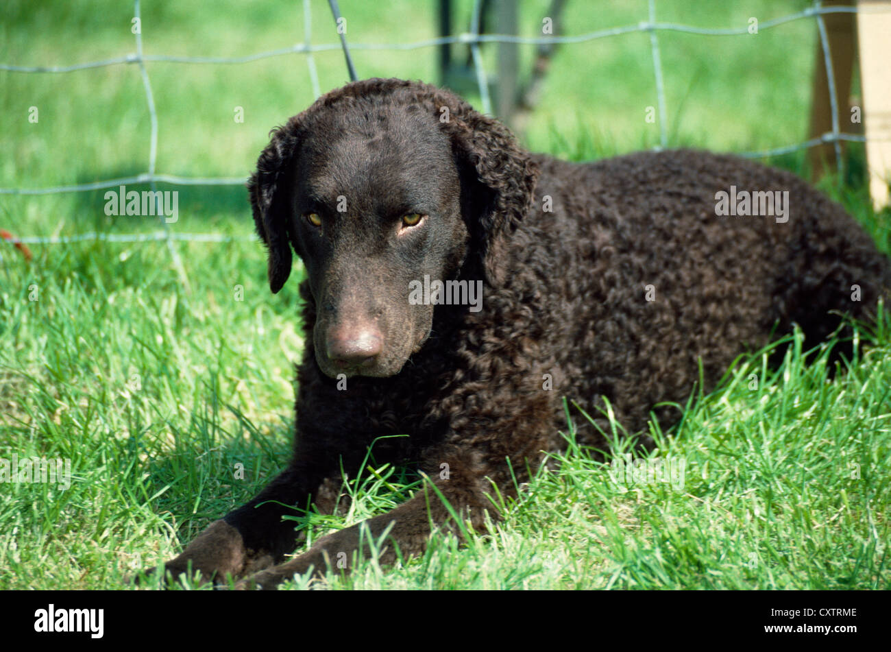 Lockiger überzogener retriever -Fotos und -Bildmaterial in hoher ...