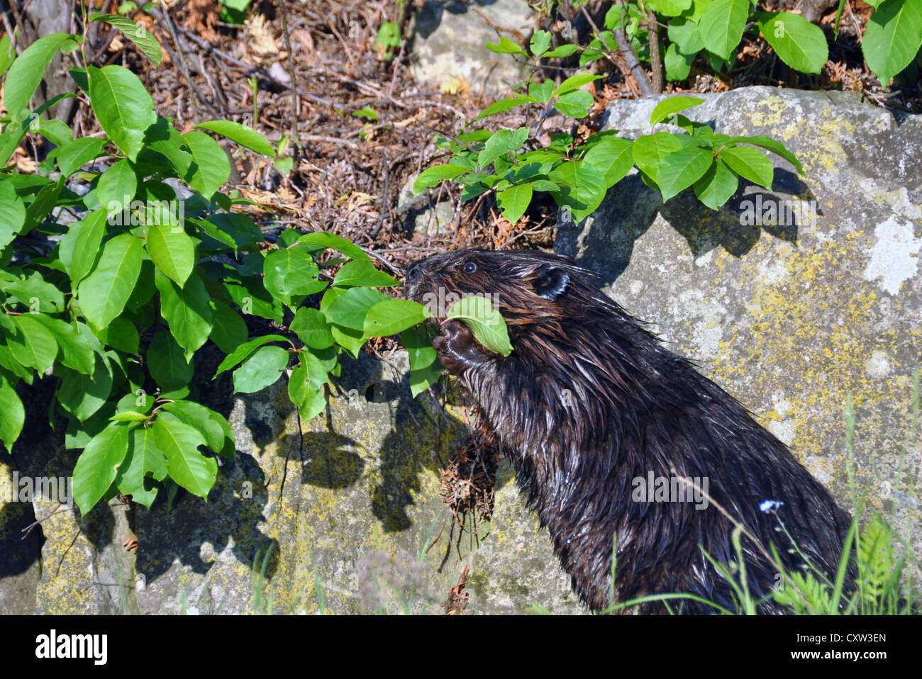 Biber tier essen -Fotos und -Bildmaterial in hoher Auflösung – Alamy