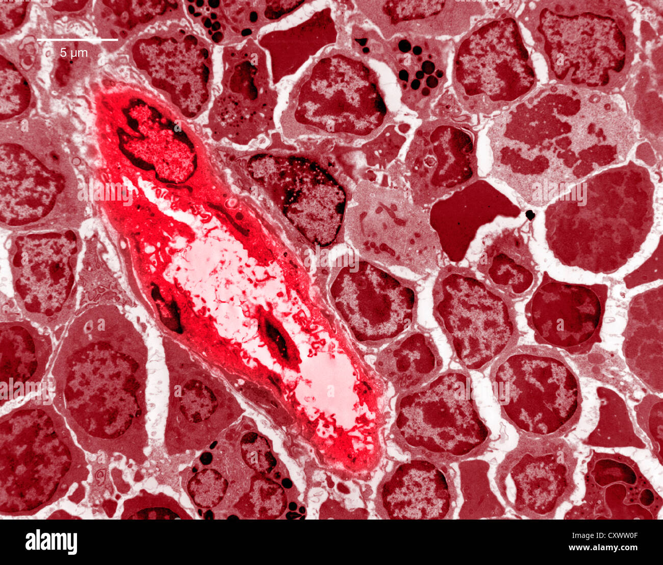 Knochenmark der maus -Fotos und -Bildmaterial in hoher Auflösung – Alamy