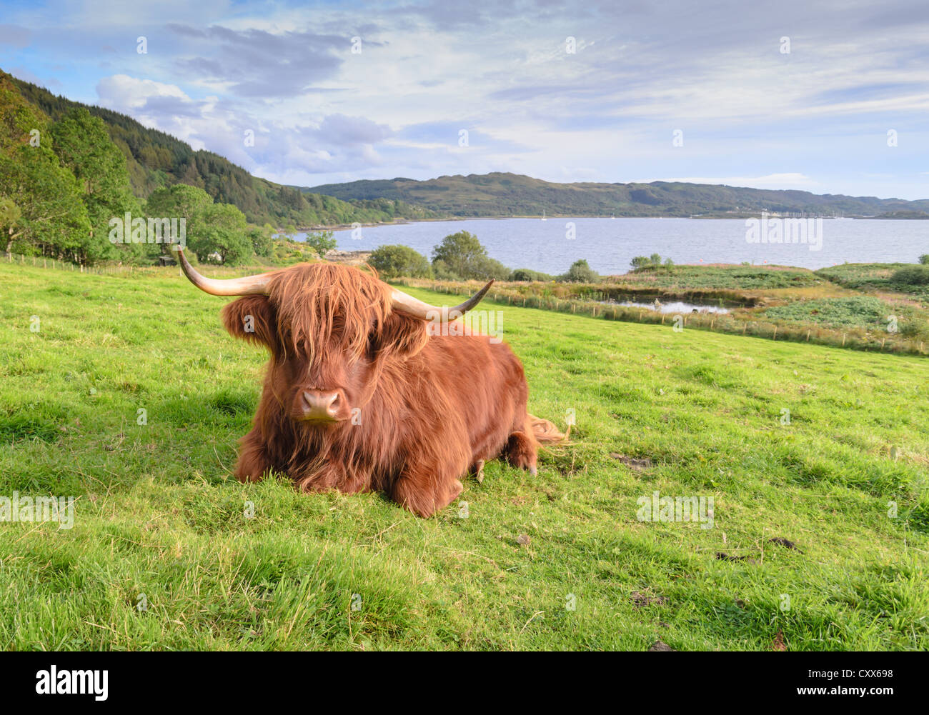 Red highland cow -Fotos und -Bildmaterial in hoher Auflösung – Alamy