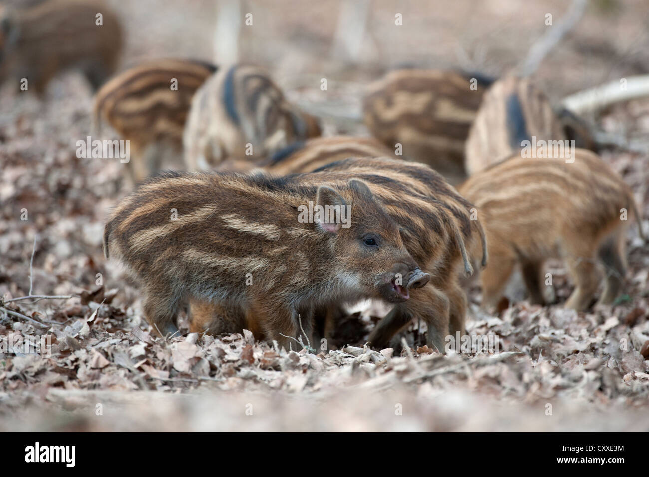 Wildschwein ferkel stehend -Fotos und -Bildmaterial in hoher Auflösung ...