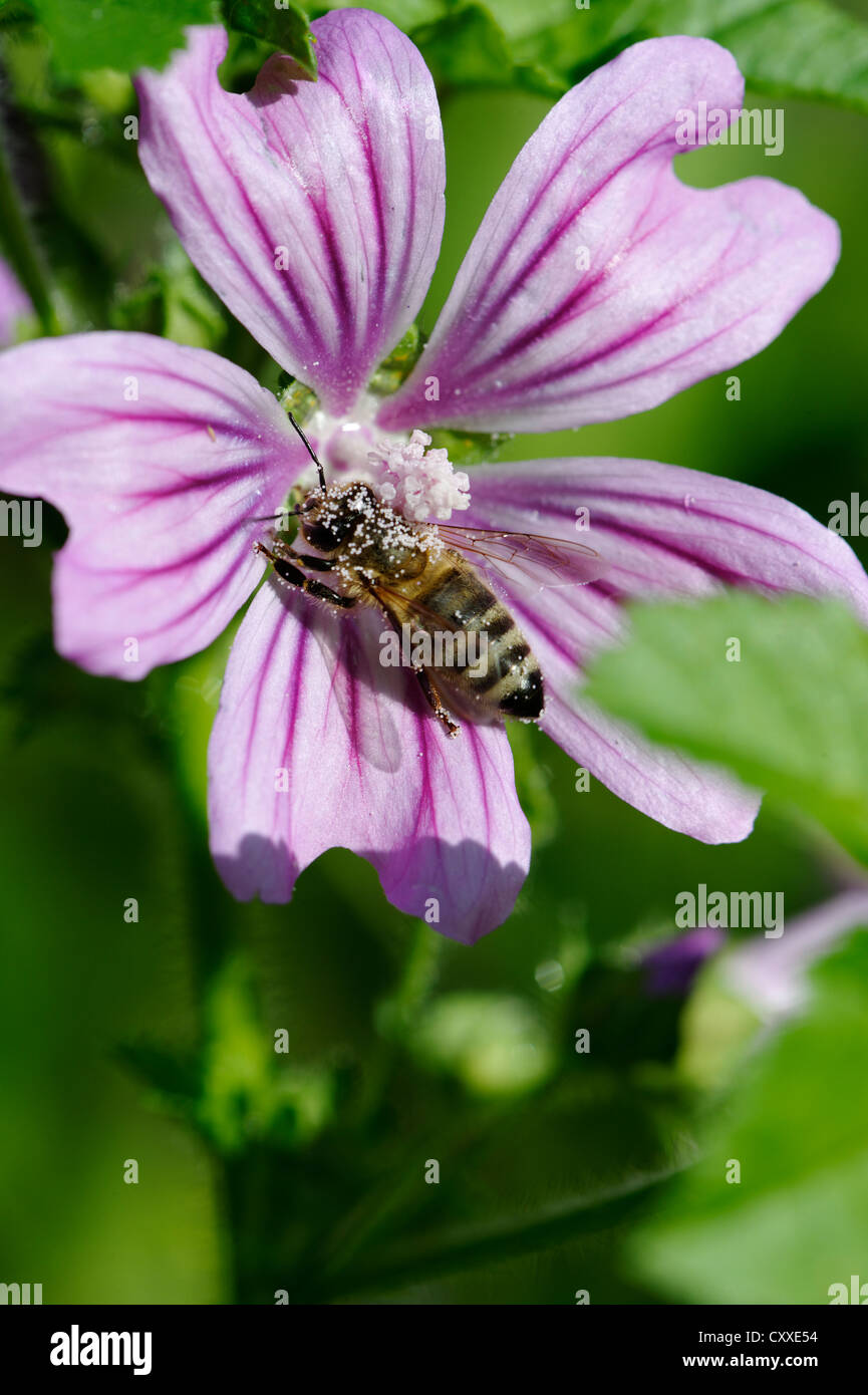 Malva sylvestris bee -Fotos und -Bildmaterial in hoher Auflösung – Alamy