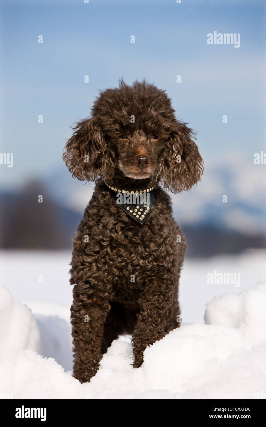 Toy poodle -Fotos und -Bildmaterial in hoher Auflösung – Alamy