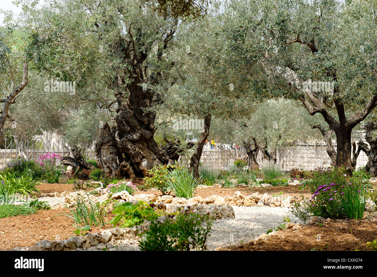 Olivenbäume (Olea Europaea) in den Garten Gethsemane, Ölberg, Jerusalem ...