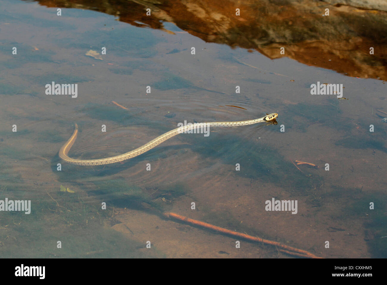 Ringelnatter (Natrix Natrix) Schwimmen im Wasser, Plattensee, Ungarn ...