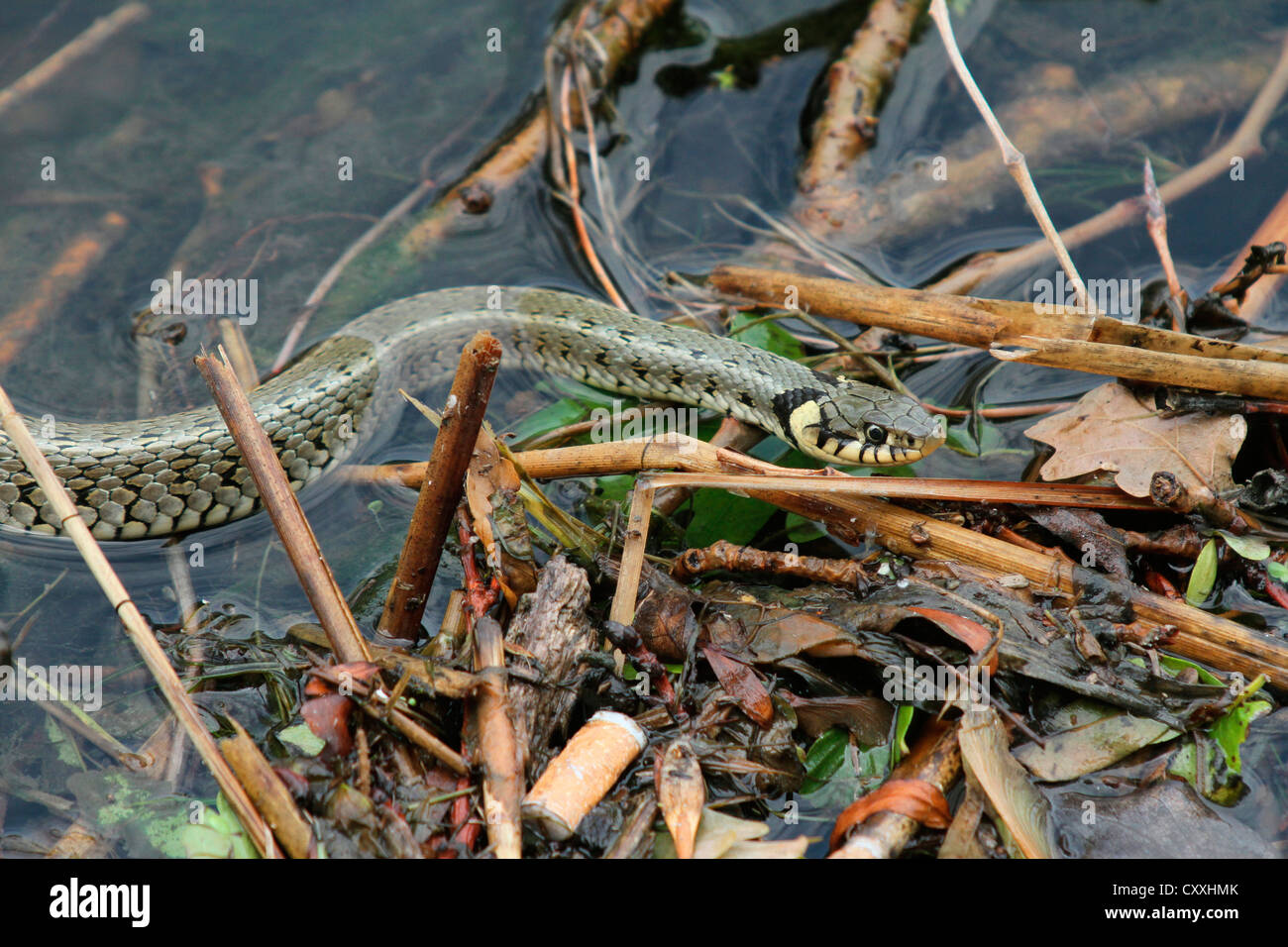 Ringelnatter (Natrix Natrix) im Wasser, Plattensee, Ungarn, Europa ...