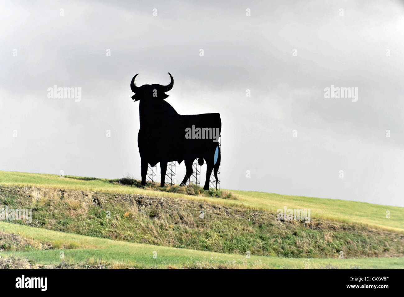 Osborne Stier Stockfotos und -bilder Kaufen - Seite 2 - Alamy