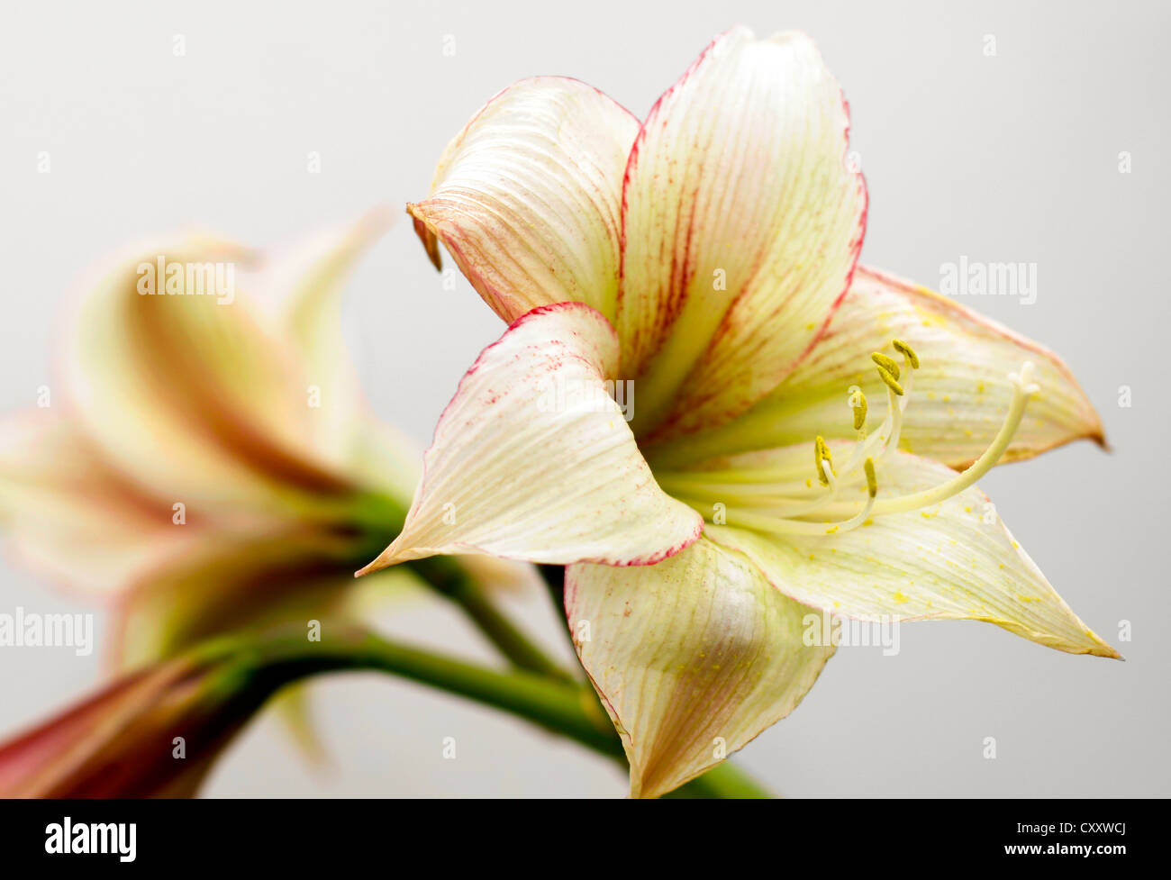 Blüte einer Belladonna-Lilie, Saint Joseph Lilie (Amaryllis sp ...