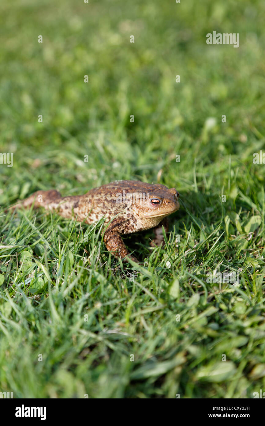 Bufo bufo komplex -Fotos und -Bildmaterial in hoher Auflösung – Alamy