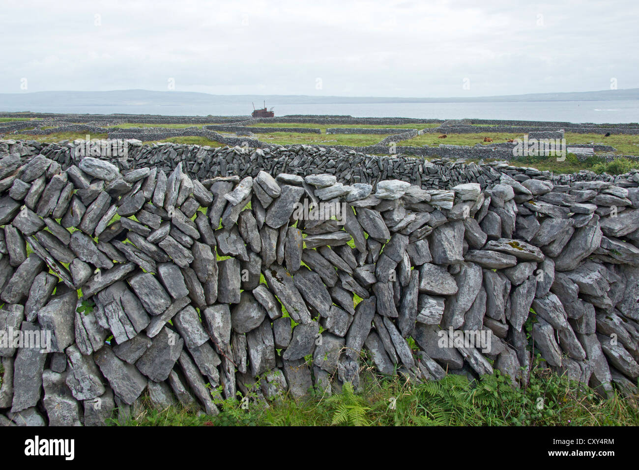 Steinmauern auf Inishere Insel, im Hintergrund das Schiffswrack, Aran ...