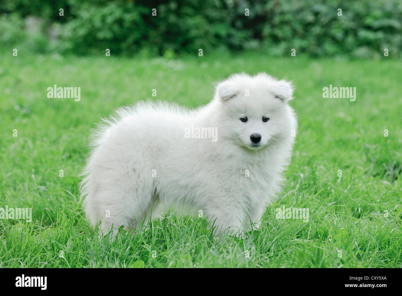 Lustiger garten Stockfotos und -bilder Kaufen - Alamy