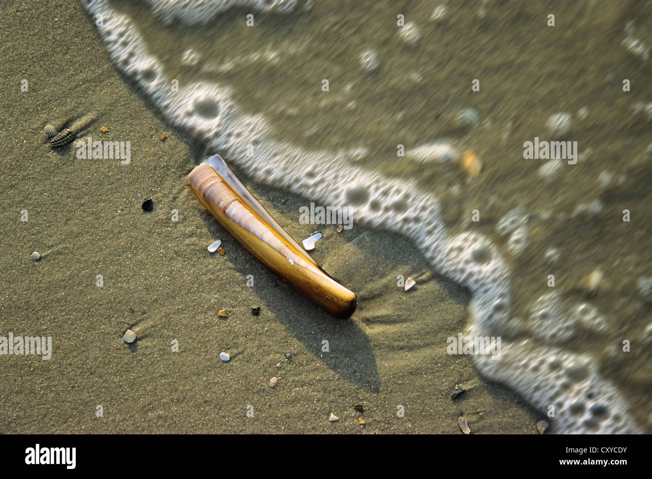 Muscheln am nordseestrand -Fotos und -Bildmaterial in hoher Auflösung ...