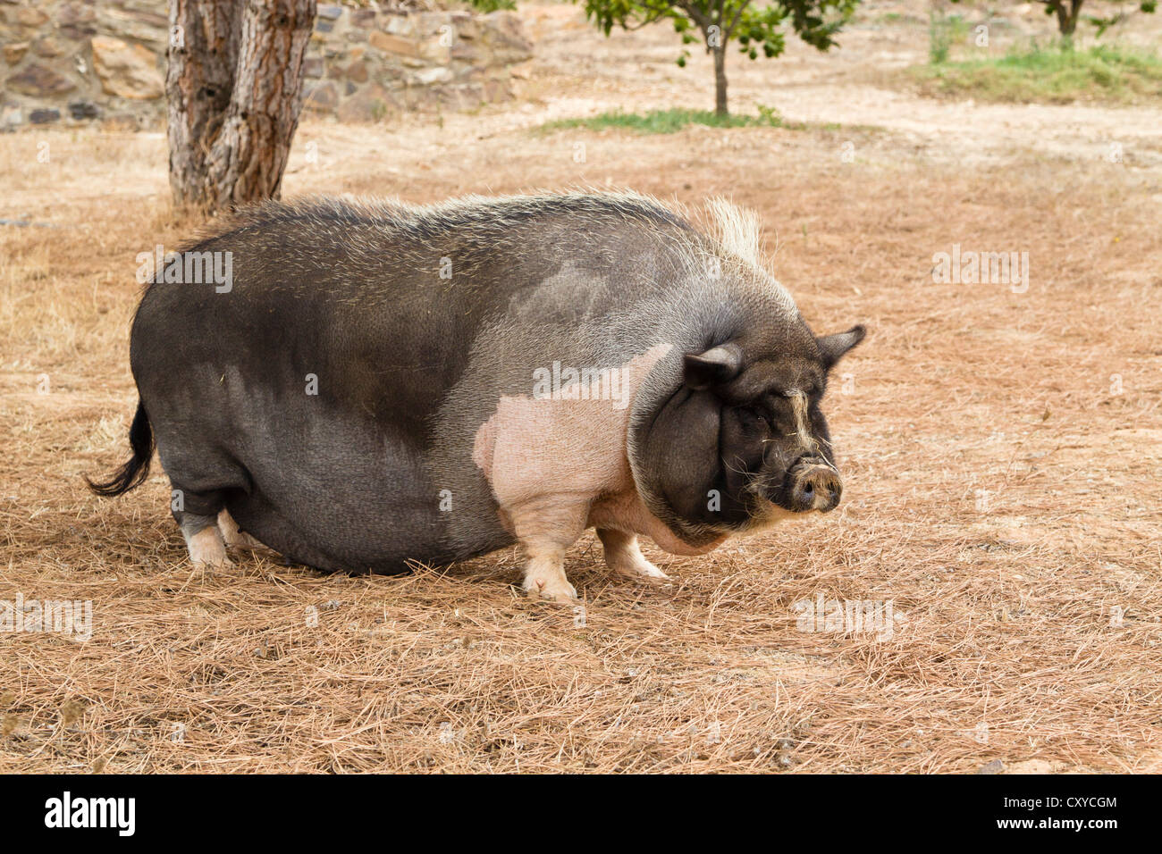 Hausschwein, Hängebauchschwein (Sus Scrofa Domestica), Portugal, Europa ...