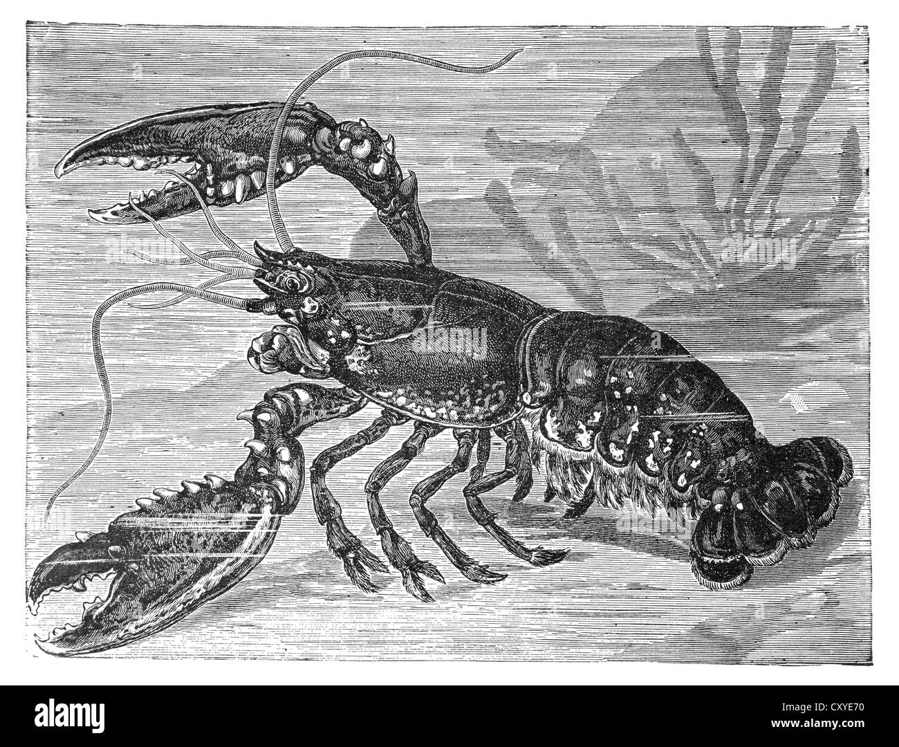 Historische zeichnungen tiere Ausgeschnittene Stockfotos und -bilder ...