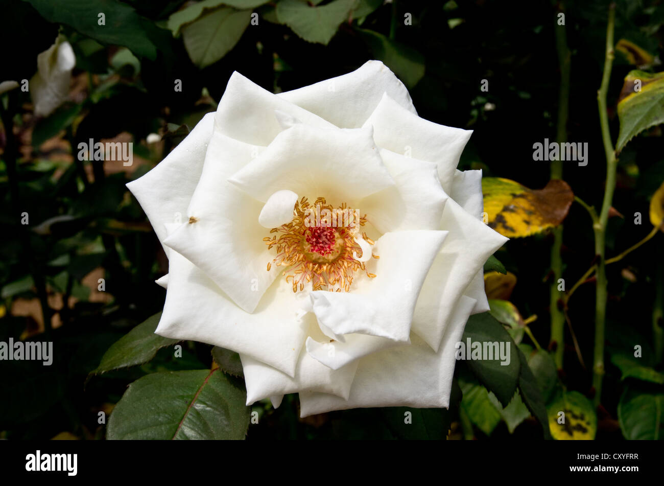 Pau roig -Fotos und -Bildmaterial in hoher Auflösung – Alamy