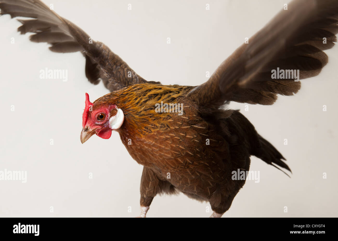 Chicken Flapping Stockfotos und -bilder Kaufen - Alamy