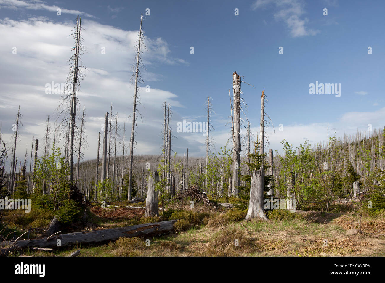 Waldsterben klimawandel deutschland -Fotos und -Bildmaterial in hoher ...