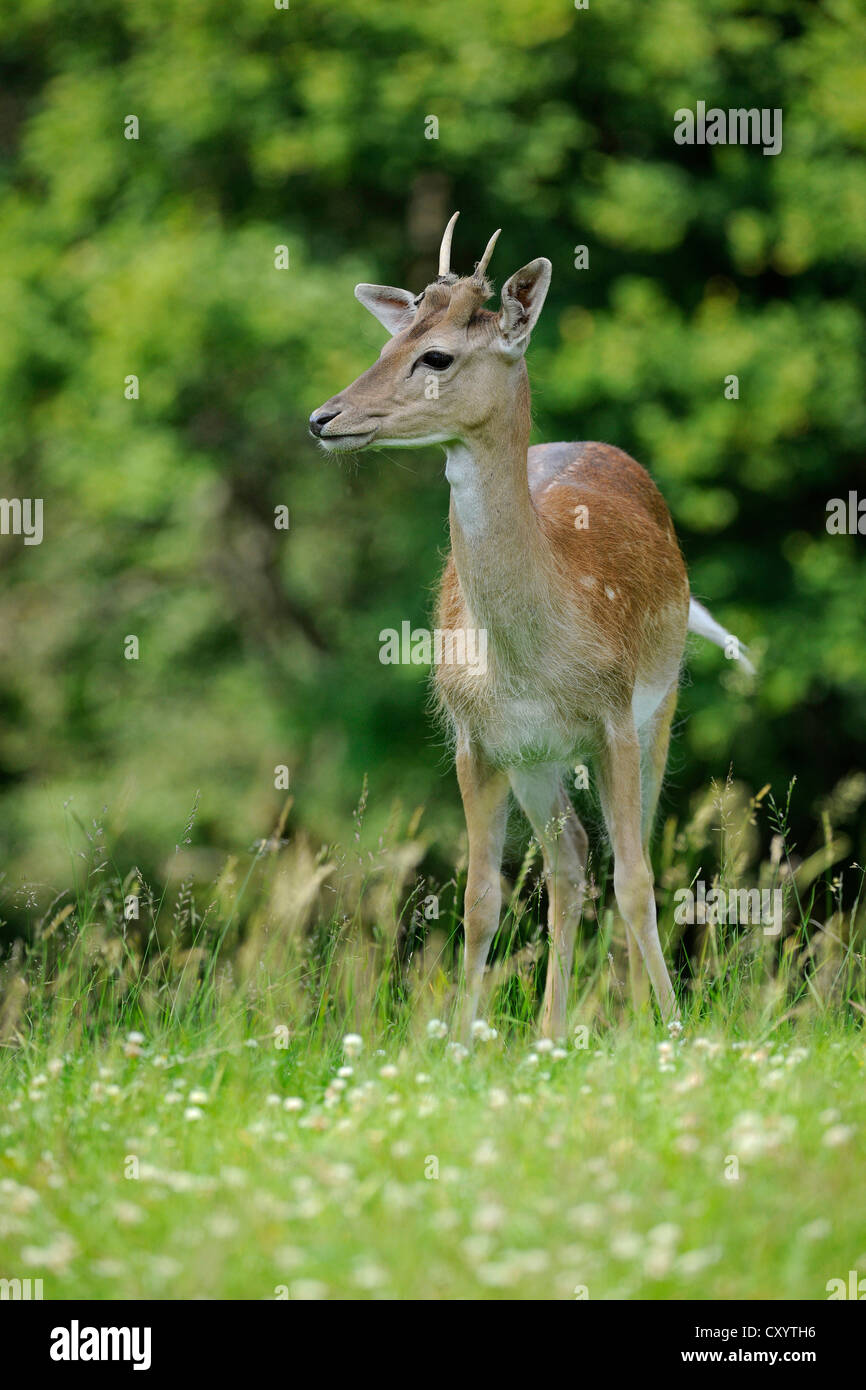 Im zweiten jahr -Fotos und -Bildmaterial in hoher Auflösung – Alamy