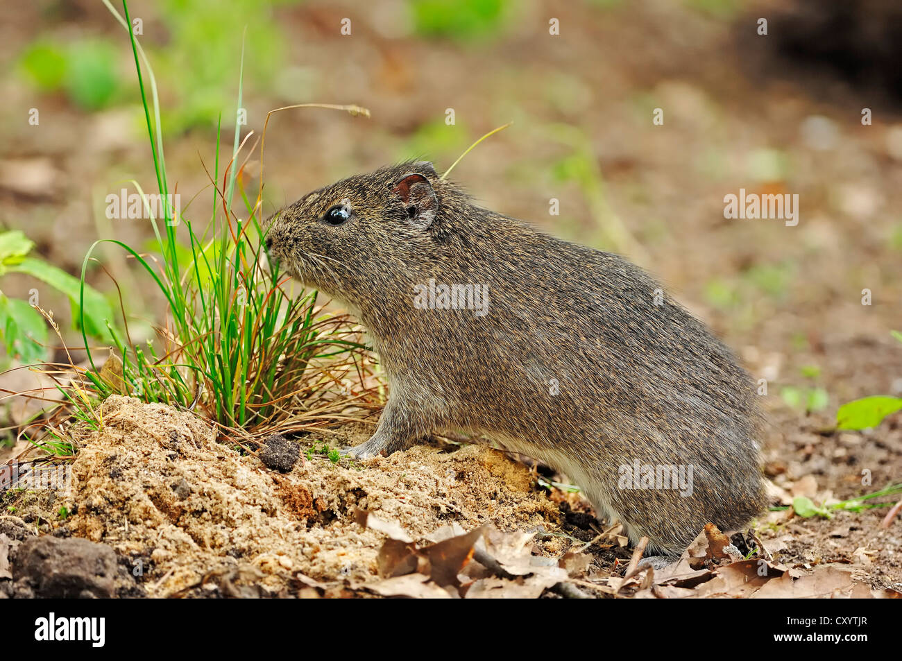 Gemeines meerschweinchen -Fotos und -Bildmaterial in hoher Auflösung ...