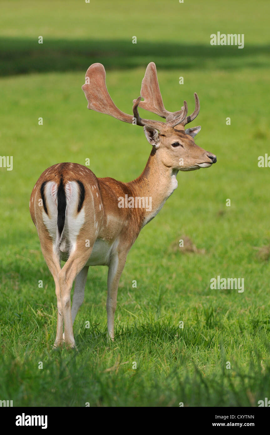 Damhirschgeweih tierfoto -Fotos und -Bildmaterial in hoher Auflösung ...