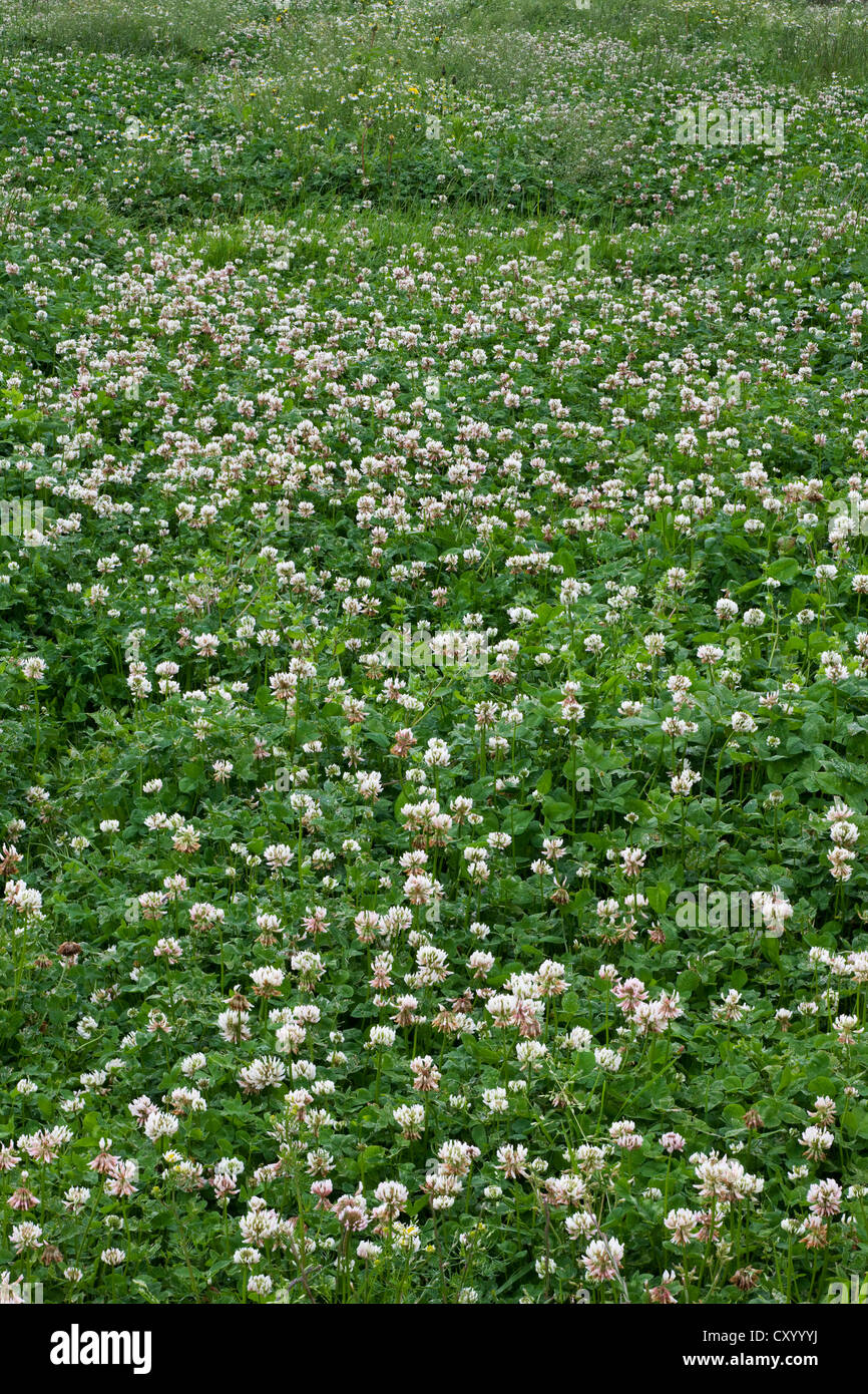 Feld mit weißer Klee / Niederländisch-Klee (Trifolium Repens) als eine ...
