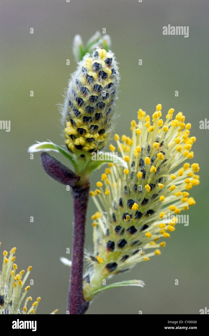 Salix korbweiden -Fotos und -Bildmaterial in hoher Auflösung – Alamy